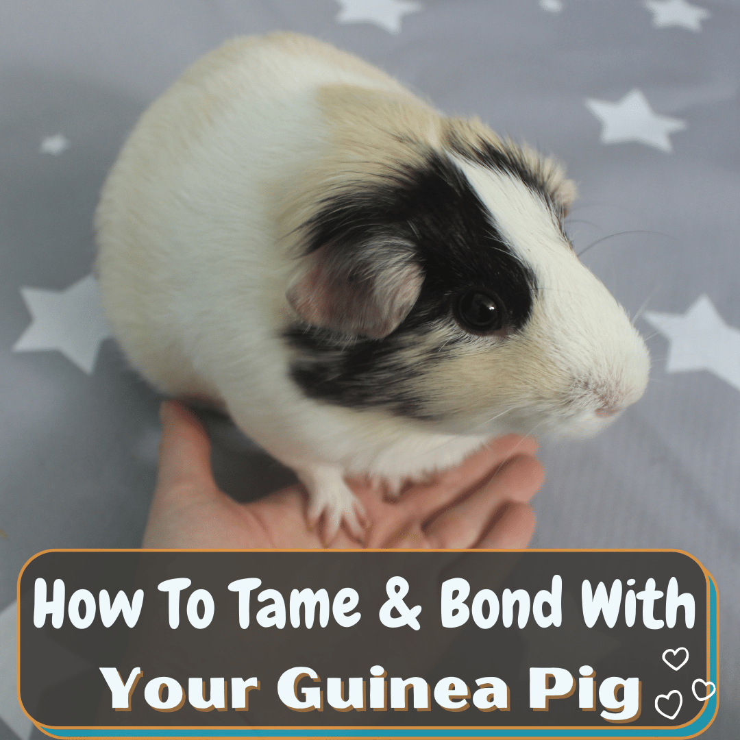 Guinea Pigs - Amazing Animal Tricks