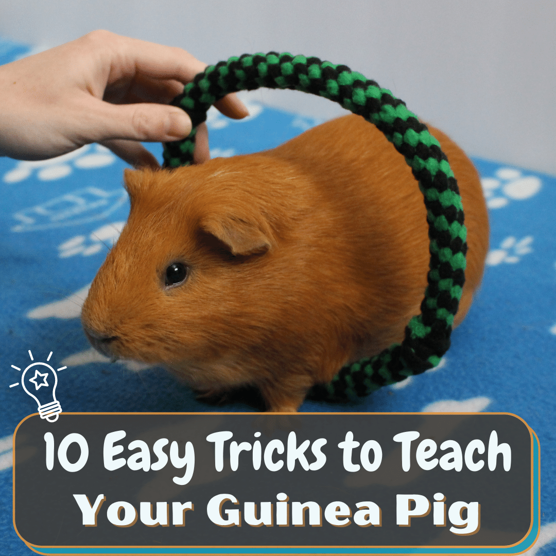 Guinea Pigs - Amazing Animal Tricks