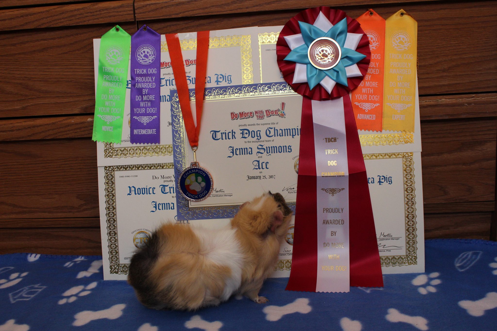 The First Ever Champion Trick Guinea Pig! - Amazing Animal Tricks