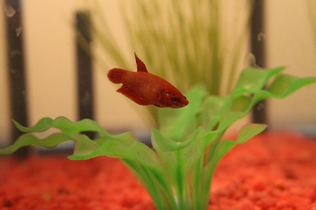 How To Train Your Betta Fish - Amazing Animal Tricks