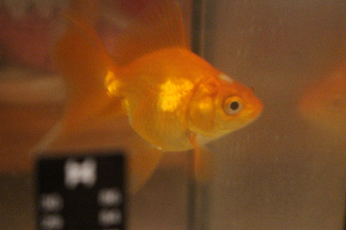 How To Teach A Fish To Swim Through A Finger Hoop - Amazing Animal Tricks