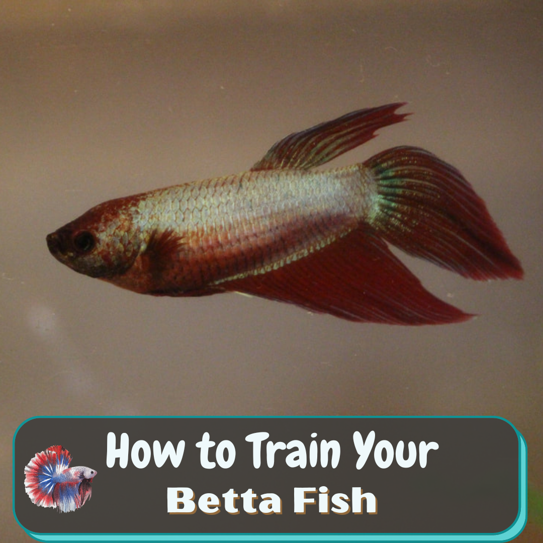 Fish - Amazing Animal Tricks