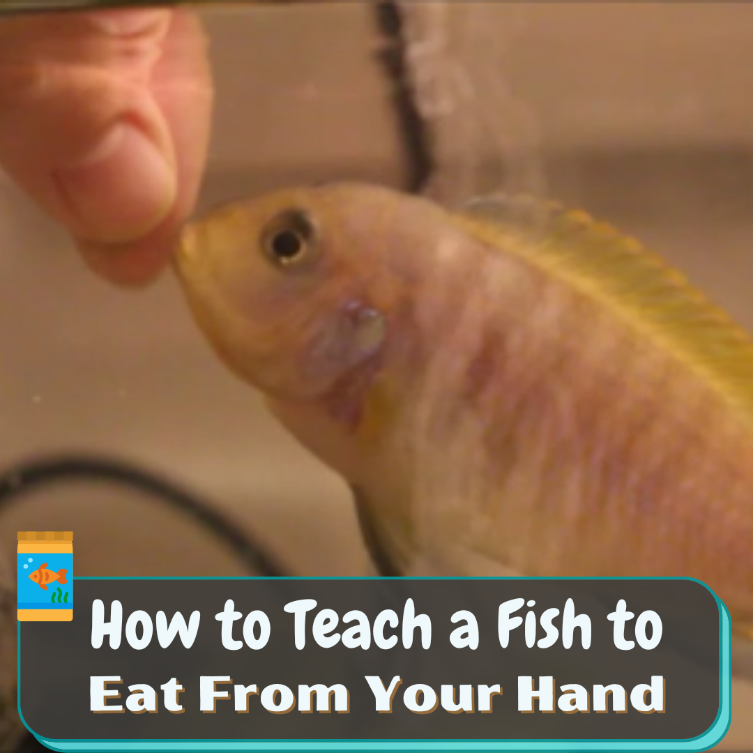 Fish - Amazing Animal Tricks