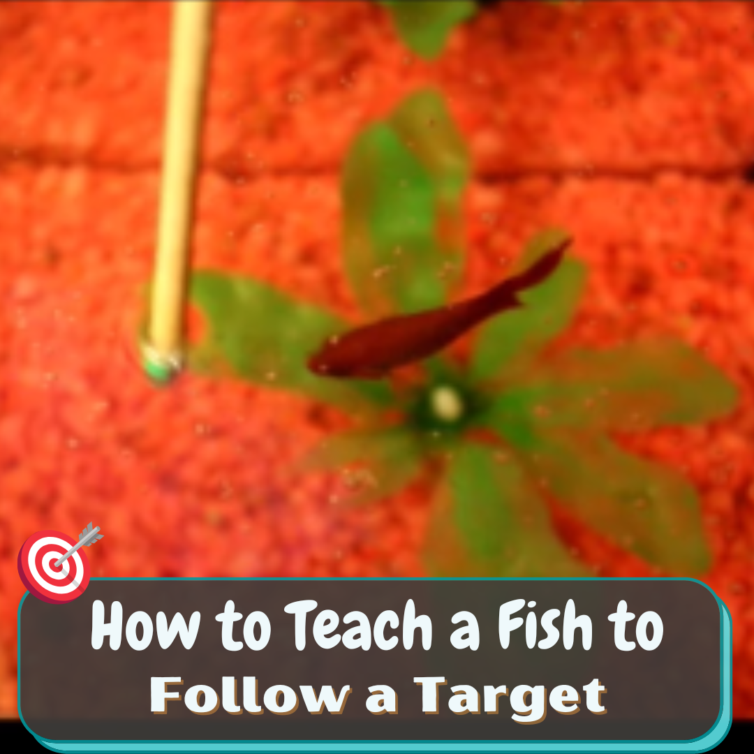 Fish - Amazing Animal Tricks