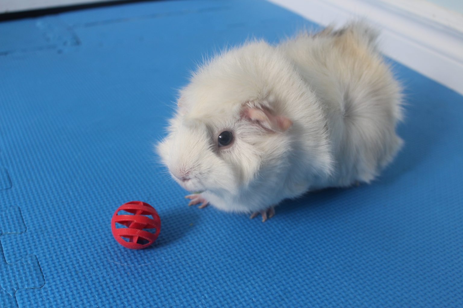 How To Train Your Guinea Pig - Ultimate Beginner's Guide - Amazing ...