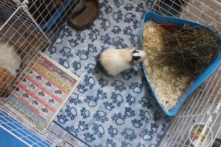 Litter Training Your Guinea Pig - Amazing Animal Tricks