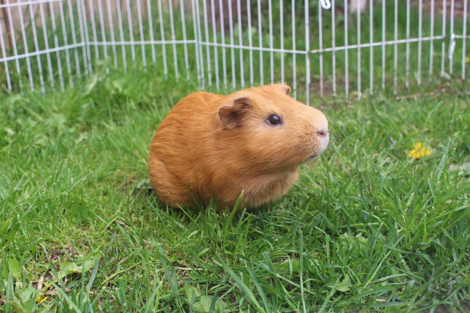 How To Train Your Guinea Pig - Ultimate Beginner's Guide - Amazing ...