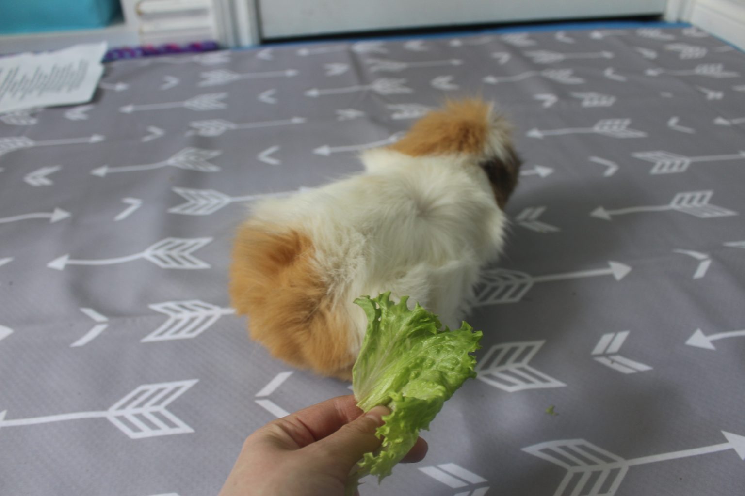 How To Train Your Guinea Pig - Ultimate Beginner's Guide - Amazing ...