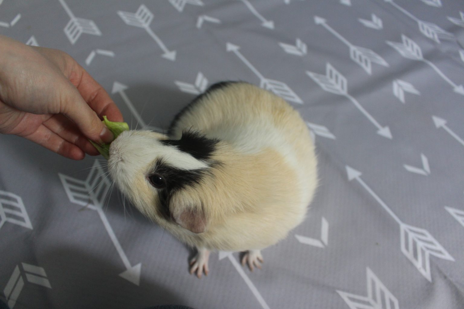 How To Train Your Guinea Pig - Ultimate Beginner's Guide - Amazing ...