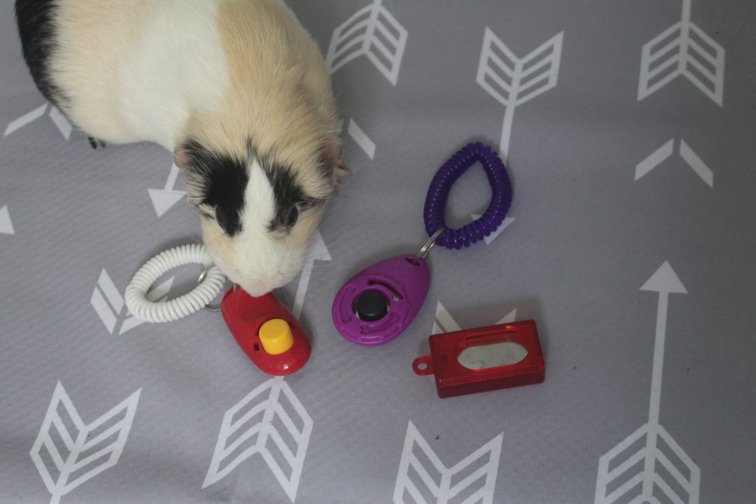 How To Train Your Guinea Pig - Ultimate Beginner's Guide - Amazing ...