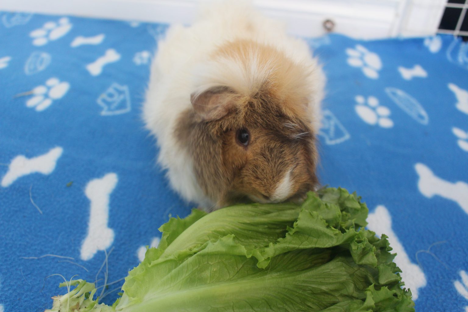 How To Train Your Guinea Pig - Ultimate Beginner's Guide - Amazing ...