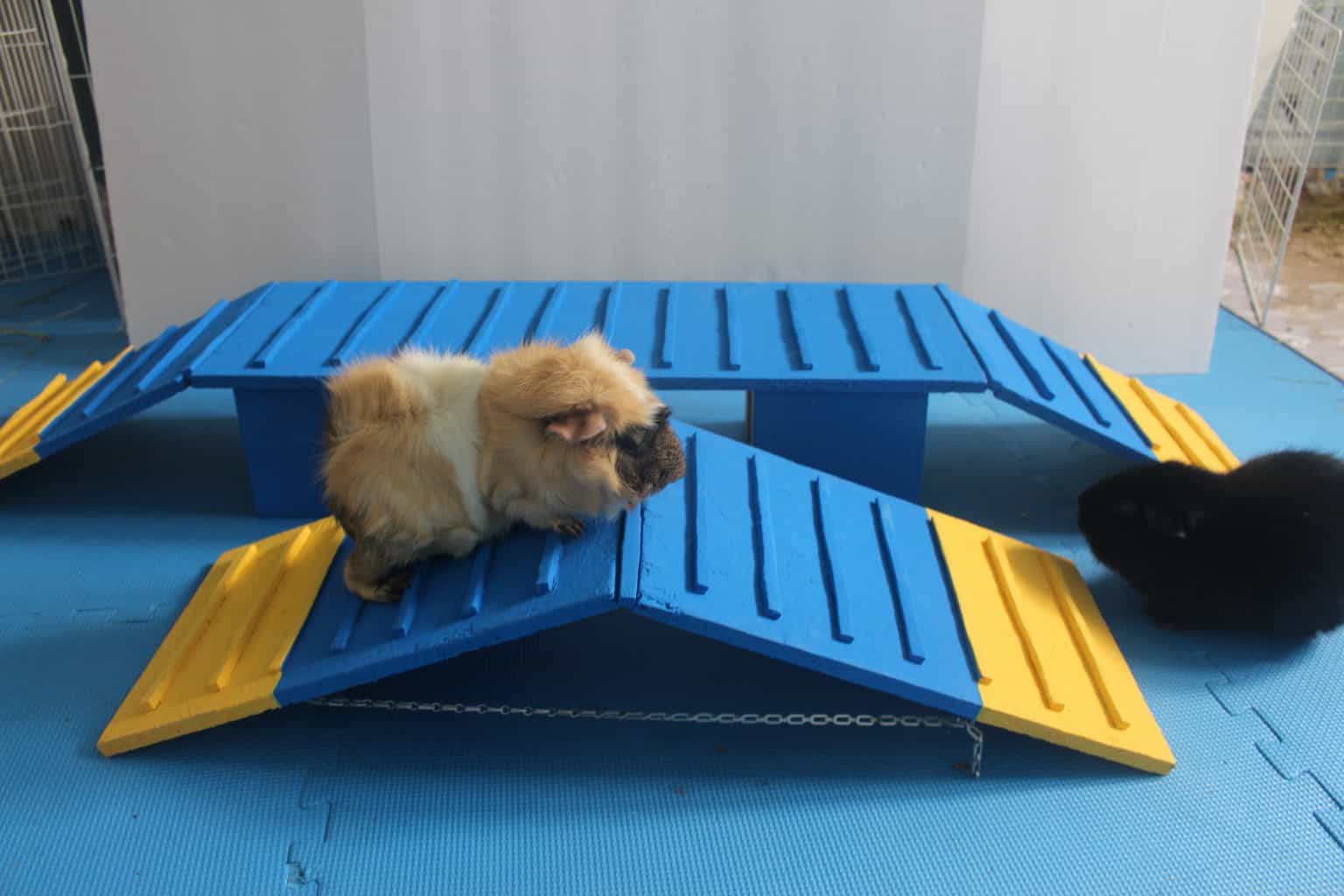 Guinea Pig Agility Equipment - Amazing Animal Tricks