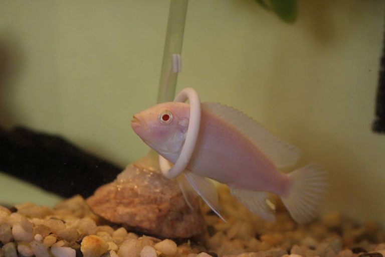 How To Train Your Fish To Do Tricks - Amazing Animal Tricks