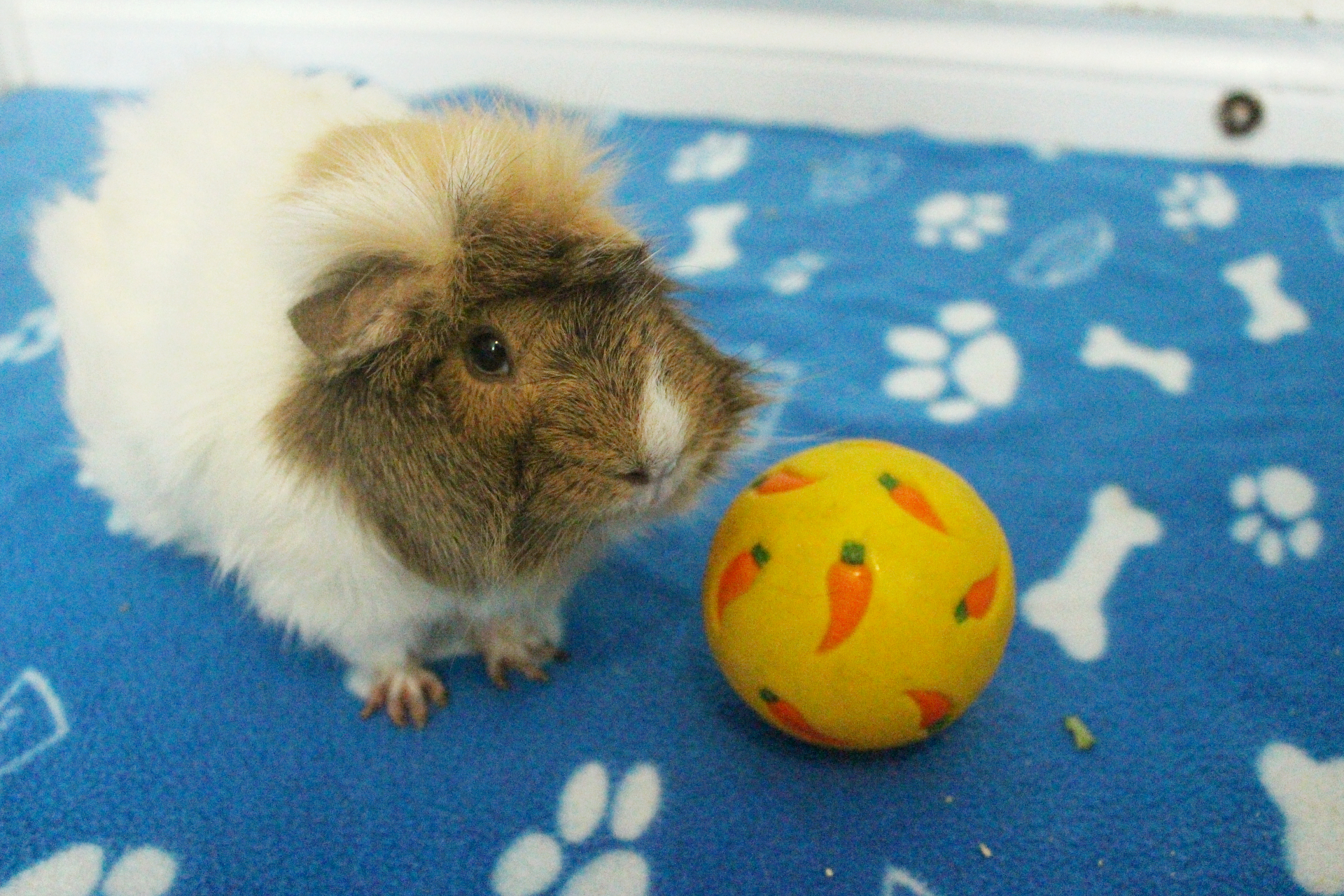 How To Teach A Guinea Pig To Use A Treat Ball - Amazing Animal Tricks